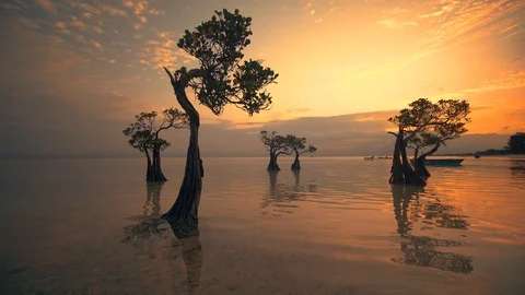 Beautiful dancing trees in Walakiri beac... | Stock Video | Pond5
