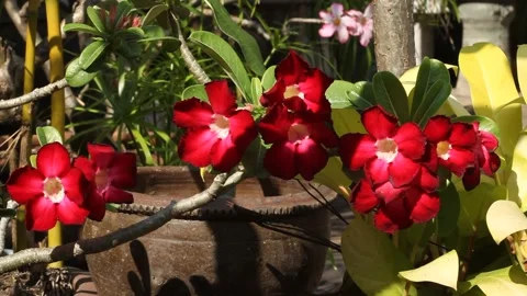 Beautiful dark red adenium in natural li... | Stock Video | Pond5