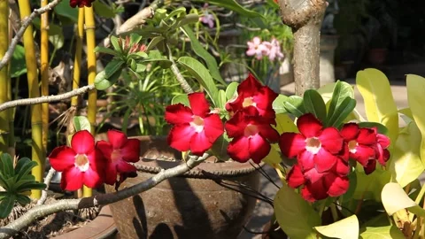 Beautiful dark red adenium in natural li... | Stock Video | Pond5
