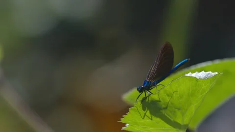 Virgo Film Stock Videos – Royalty-Free HD & 4K Videos