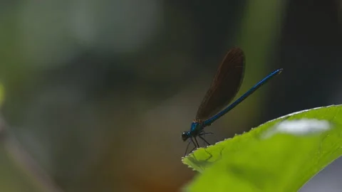 Virgo Film Stock Videos – Royalty-Free HD & 4K Videos