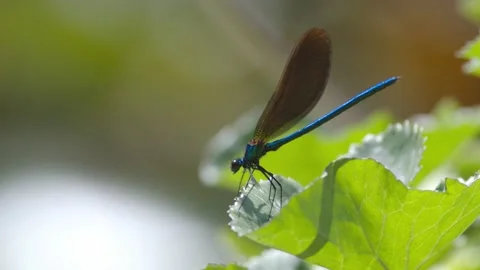 Virgo Film Stock Videos – Royalty-Free HD & 4K Videos