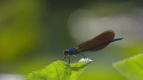 Virgo Film Stock Videos – Royalty-Free HD & 4K Videos