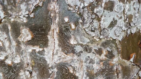 Tree Trunk Drawing Stock Videos – Royalty-Free HD & 4K Videos