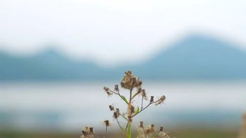 Beautiful dried weed seed, Tridax daisy,... | Stock Video | Pond5