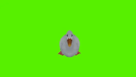 Beautiful duck shaking head and looking ... | Stock Video | Pond5