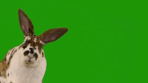 beautiful easter talking bunny on green ... | Stock Video | Pond5