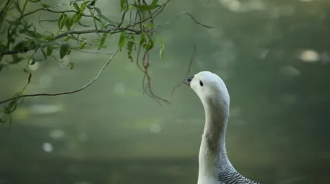 Beautiful Exotic Goose, Duck in a Park L... | Stock Video | Pond5