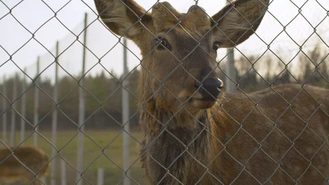 Beautiful face of a sad deer behind the ... | Stock Video | Pond5