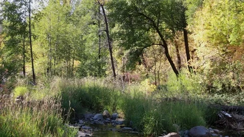 Beautiful fall color around Cave Springs... | Stock Video | Pond5