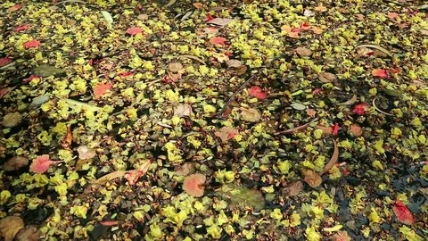 Beautiful fallen flowers and leaves floa... | Stock Video | Pond5