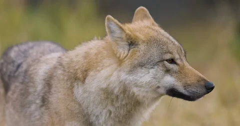 Beautiful female grey wolf standing in t... | Stock Video | Pond5