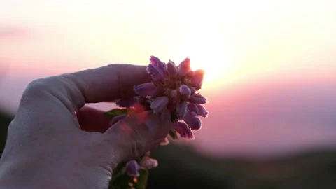Hand Plucking Flower Stock Footage ~ Royalty Free Stock Videos | Pond5