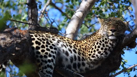 Beautiful female leopard napping on a tr... | Stock Video | Pond5