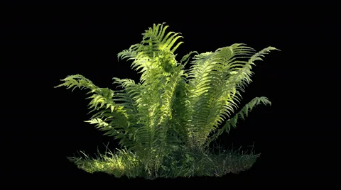 Beautiful fern bush blowing on the wind,... | Stock Video | Pond5