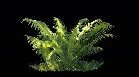 Beautiful fern bush blowing on the wind,... | Stock Video | Pond5