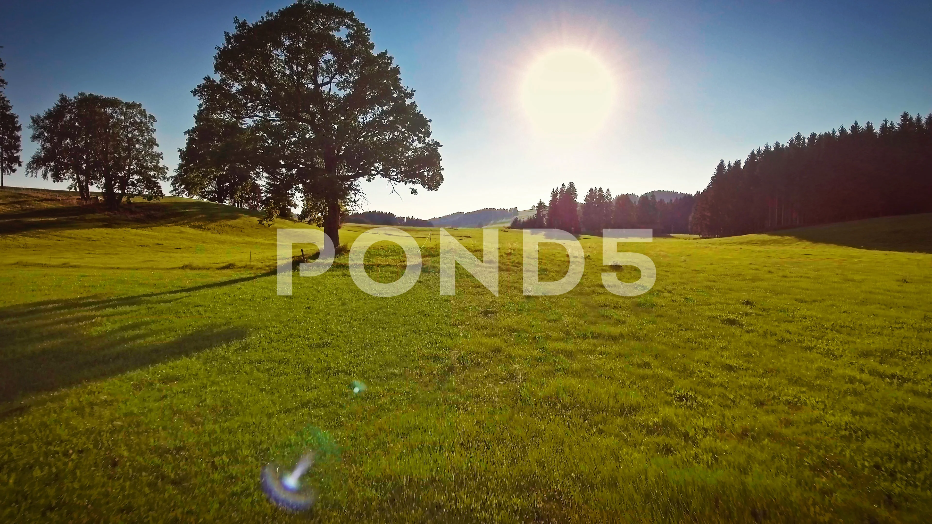 Blue Sky Green Grass Trees