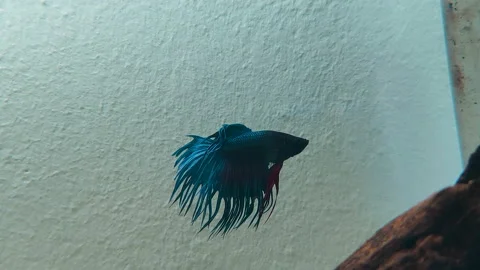 Fighting Fish Show Stock Videos – Royalty-Free HD & 4K Videos | Pond5