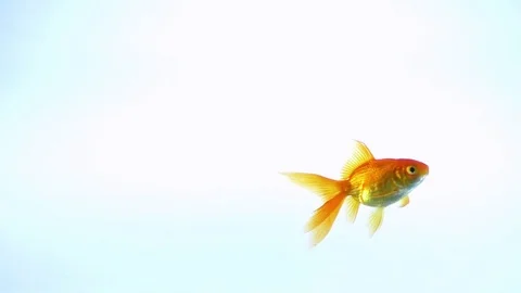 Looping Fish Stock Video Footage | Royalty Free Looping Fish Videos | Pond5