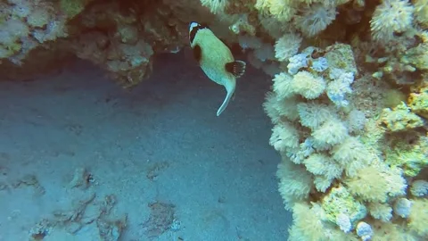 Beautiful fish on the reefs of the Red S... | Stock Video | Pond5