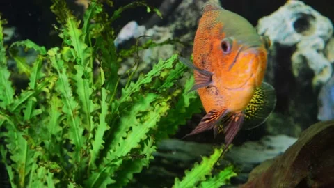 Beautiful fish swimming in the aquarium.... | Stock Video | Pond5