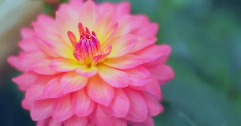 Beautiful flower 4k outdoor video backgr... | Stock Video | Pond5