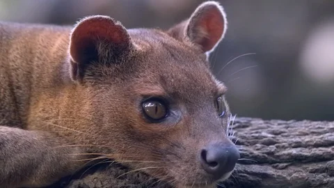 A beautiful Fossa, the Madagascar's top ... | Stock Video | Pond5