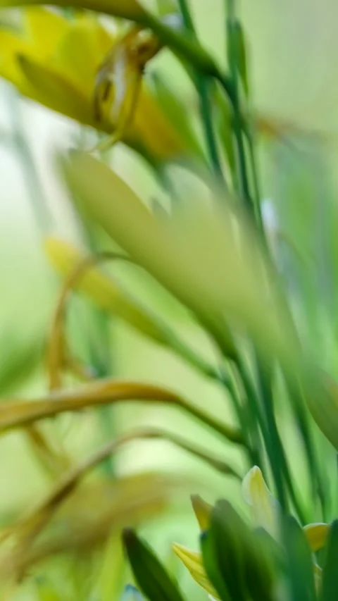 Beauty Movie Picture Stock Videos – Royalty-Free HD & 4K Videos