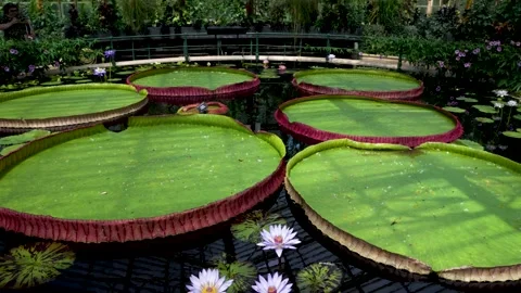 Beautiful Giant Lily Pads In Kew Gardens... | Stock Video | Pond5