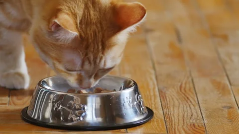 Walked Over\ Stock Videos – Royalty-Free HD & 4K Videos | Pond5