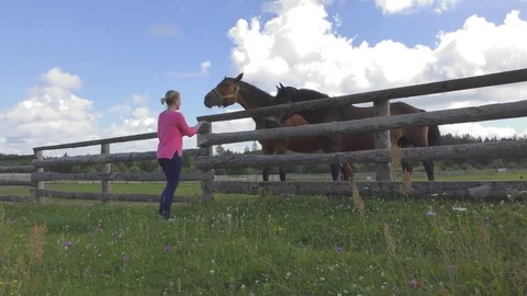 Horse Meeting Girl Stock Videos – Royalty-Free HD & 4K Videos | Pond5