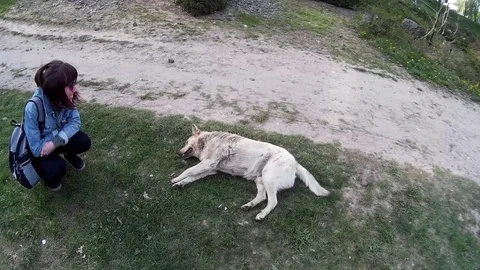Beautiful girl reading a book to a stray... | Stock Video | Pond5