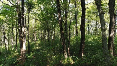Beautiful green wild forest. Trees, natu... | Stock Video | Pond5