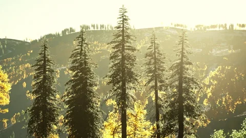 Beautiful grove of trees in the alpine w... | Stock Video | Pond5