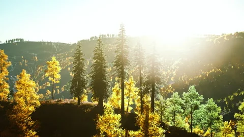 Beautiful grove of trees in the alpine w... | Stock Video | Pond5