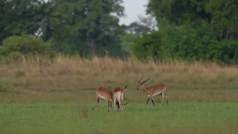 Animal Su Stock Videos – Royalty-Free HD & 4K Videos | Pond5