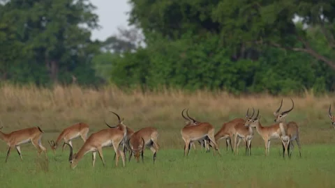 Animal Su Stock Videos – Royalty-Free HD & 4K Videos | Pond5