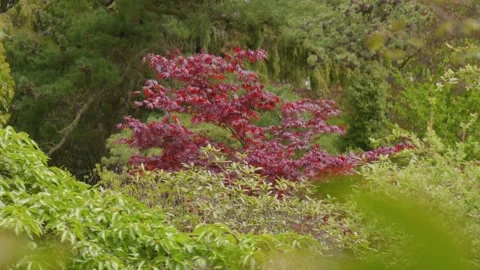 Japanese Tree Pattern Stock Videos – Royalty-Free HD & 4K Videos | Pond5