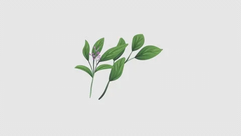 beautiful leaf animation Loop animation ... | Stock Video | Pond5