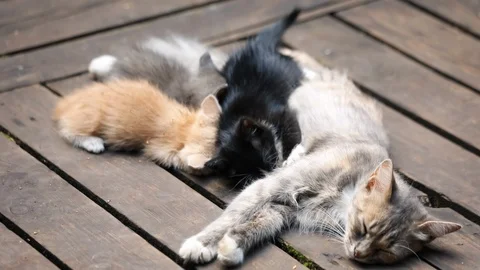 Nurse F*** Mom Stock Video Footage | Royalty Free Nurse F*** Mom Videos ...