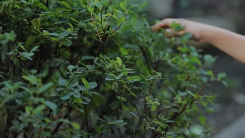 Beautiful little girl touches a green bu... | Stock Video | Pond5