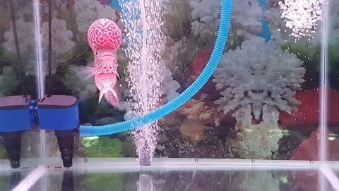 Beautiful louhan exotic pet fish in aqua... | Stock Video | Pond5