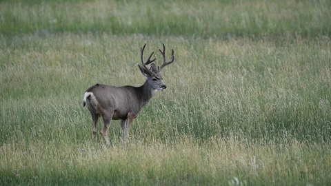 A beautiful male mule deer with a large ... | Stock Video | Pond5