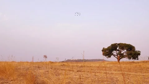 Flying Mango Stock Video Footage | Royalty Free Flying Mango Videos | Pond5