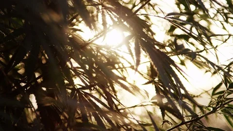 Beautiful Marijuana Plants At Sunset Len... | Stock Video | Pond5