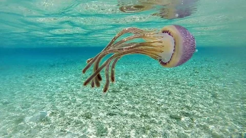 A Beautiful medusa Float Through the lag... | Stock Video | Pond5