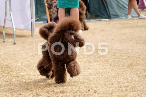 A beautiful modern-colored poodle runs in the ring Stock Photo #208059775