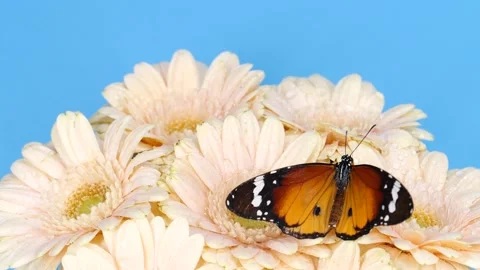 Beautiful monarch butterfly opening wing... | Stock Video | Pond5