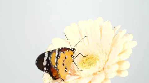 Beautiful monarch butterfly opening wing... | Stock Video | Pond5