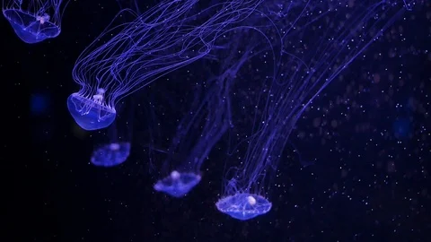 Large Beautiful Wallpapers Stock Videos – Royalty-Free HD & 4K Videos ...